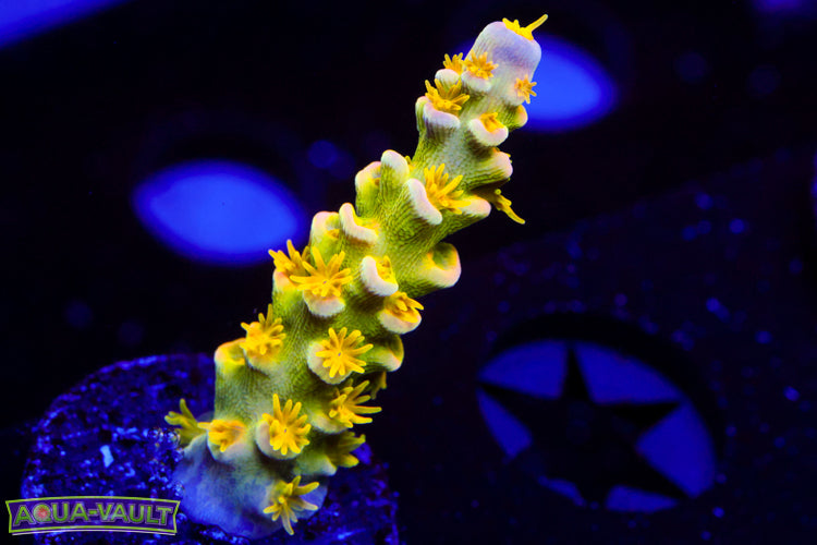 Big R Walt Disney Acro (last one) – Aqua-Vault