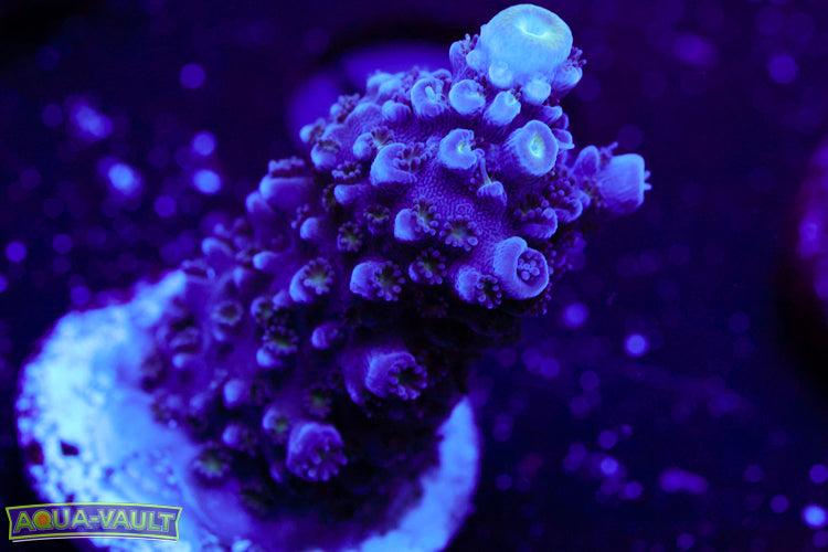 Bali Blue Slimer Acro – Aqua-Vault