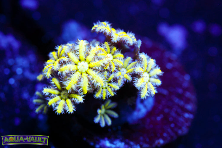 Reunion Flower Pipe Organ Coral – Aqua-Vault
