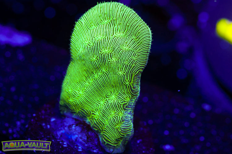 ORA Mint Chip Pavona 2 – Aqua-Vault