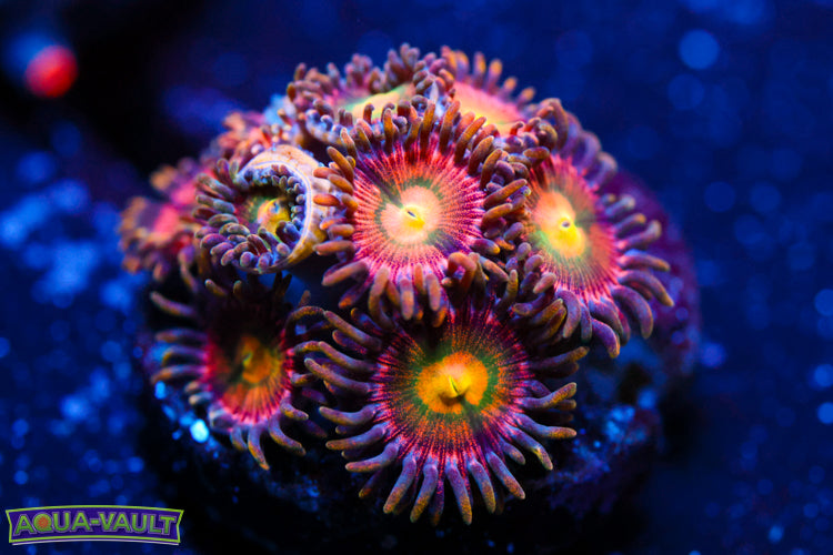 Laser Lemon Zoa – Aqua-Vault
