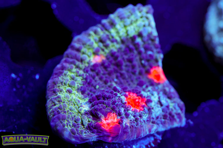 Cold Fusion Chalice – Aqua-Vault