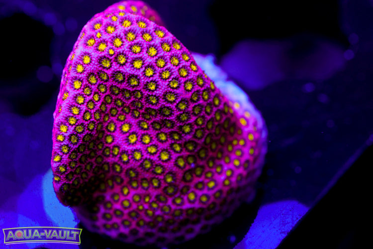 Electric Daisy Stylocoeniella – Aqua-Vault