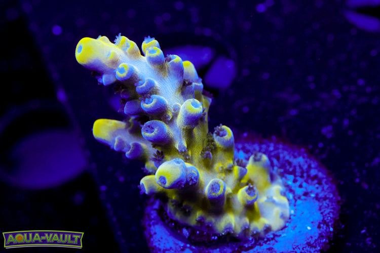 Nick's Purple Passion Acro – Aqua-Vault