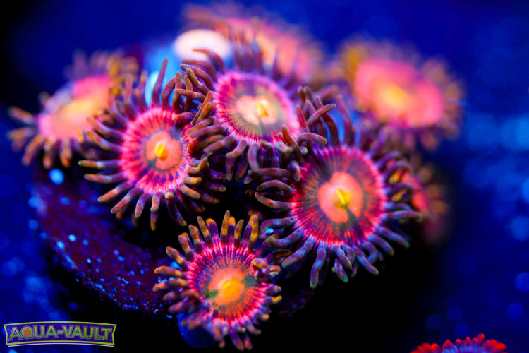 Laser Lemon Zoa – Aqua-Vault
