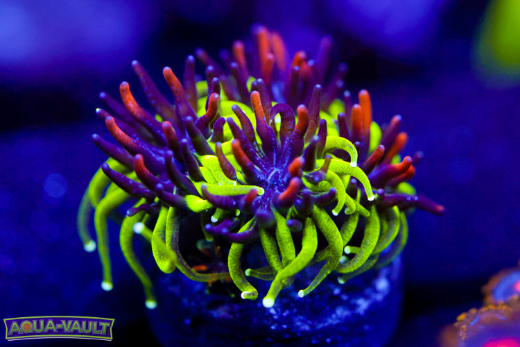 Sonic the Hedgehod Galaxea – Aqua-Vault