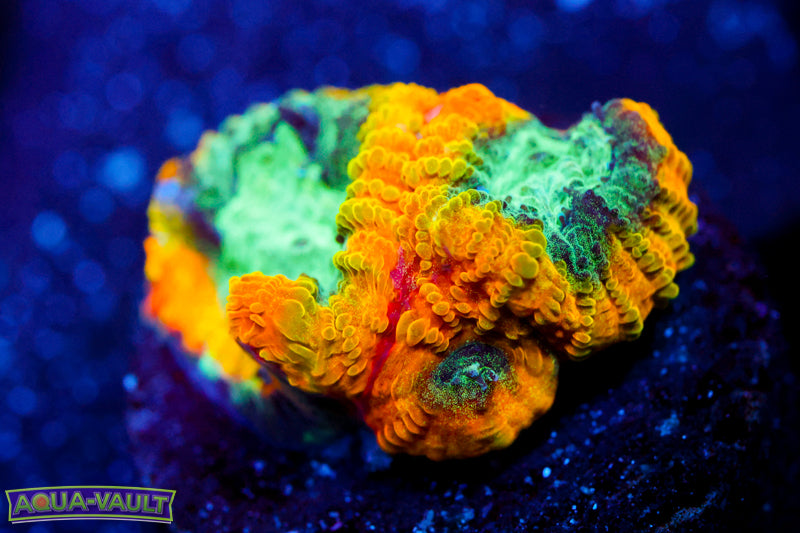 Favia of the Gods – Aqua-Vault