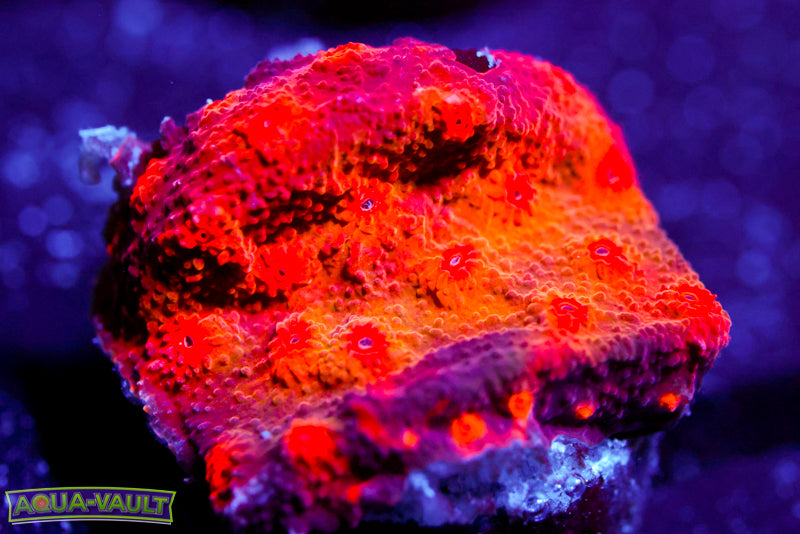 Blood Cyphastrea – Aqua-Vault