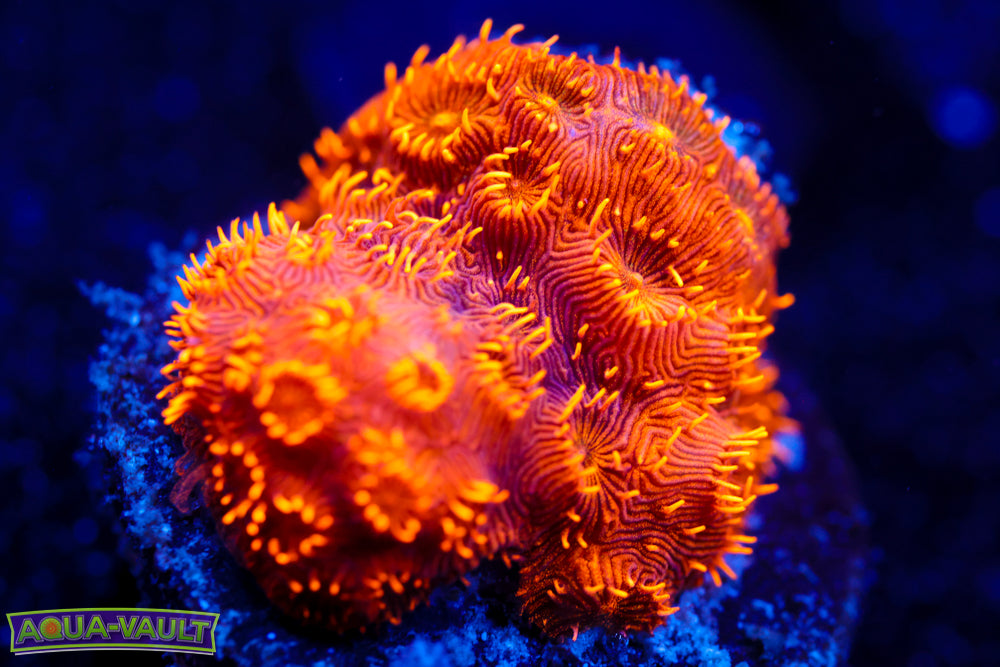 Orange Pavona – Aqua-Vault