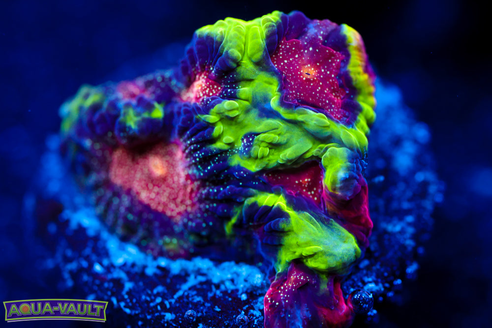 CV Rainbow Venom Favia – Aqua-Vault