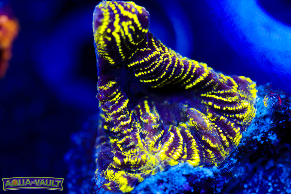 25K Convict Favia – Aqua-Vault