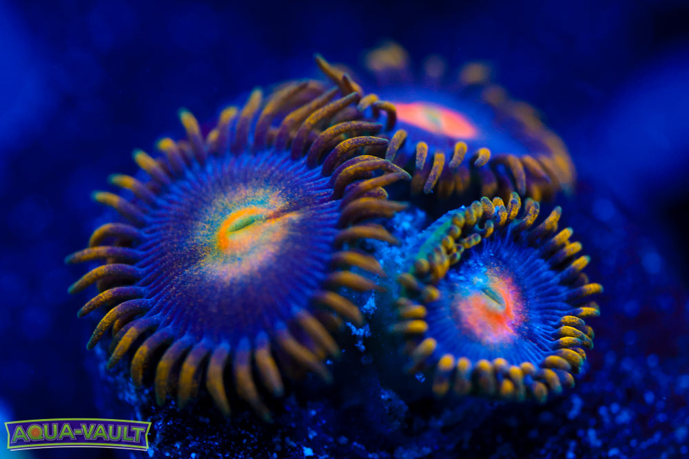 Ultra Nipples Favia – Aqua-Vault