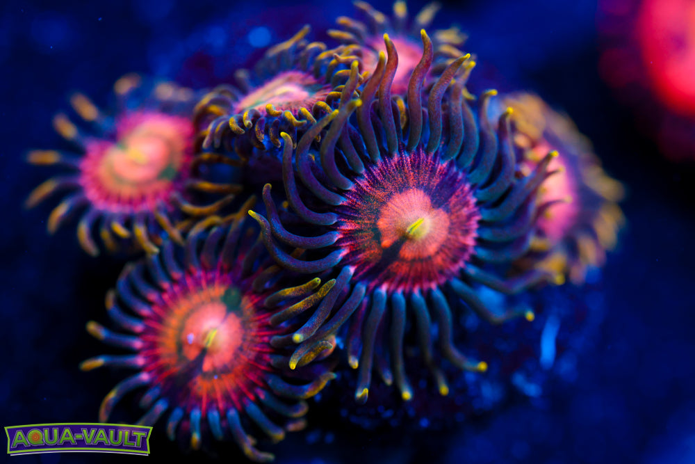 Laser Lemon Zoa – Aqua-Vault