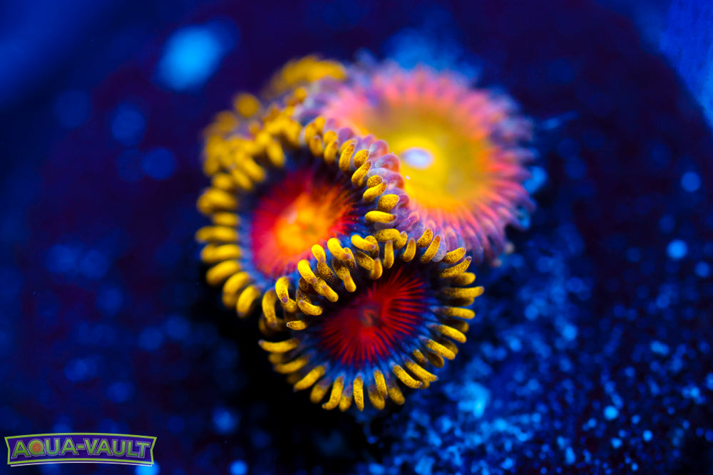 CC Super Saiyan Zoa + Rainbow Troll – Aqua-Vault