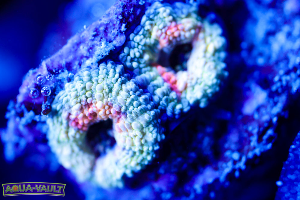 Micro Acan – Aqua-Vault