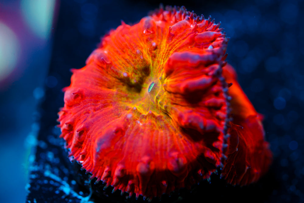WWC Rainbow Blasto 2 – Aqua-Vault