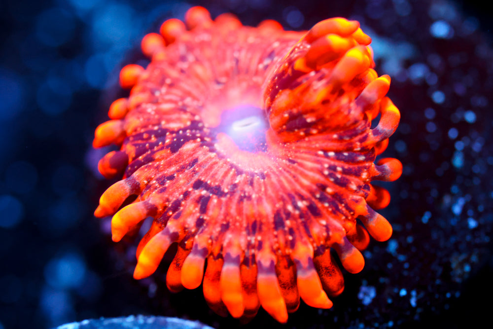 Utter Chaos Zoa 1 – Aqua-Vault
