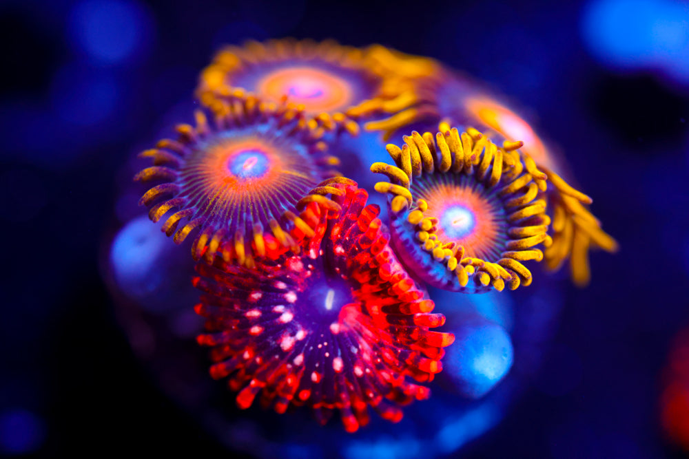 Scrambled Eggs + Utter Chaos Zoa – Aqua-Vault