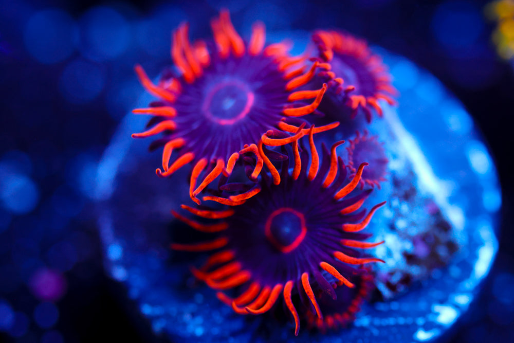 Red Hornet Zoa 1 – Aqua-Vault