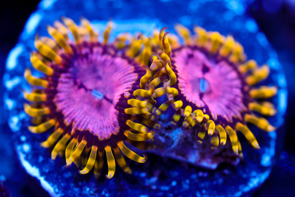 Purple Monster Zoa 2 – Aqua-Vault