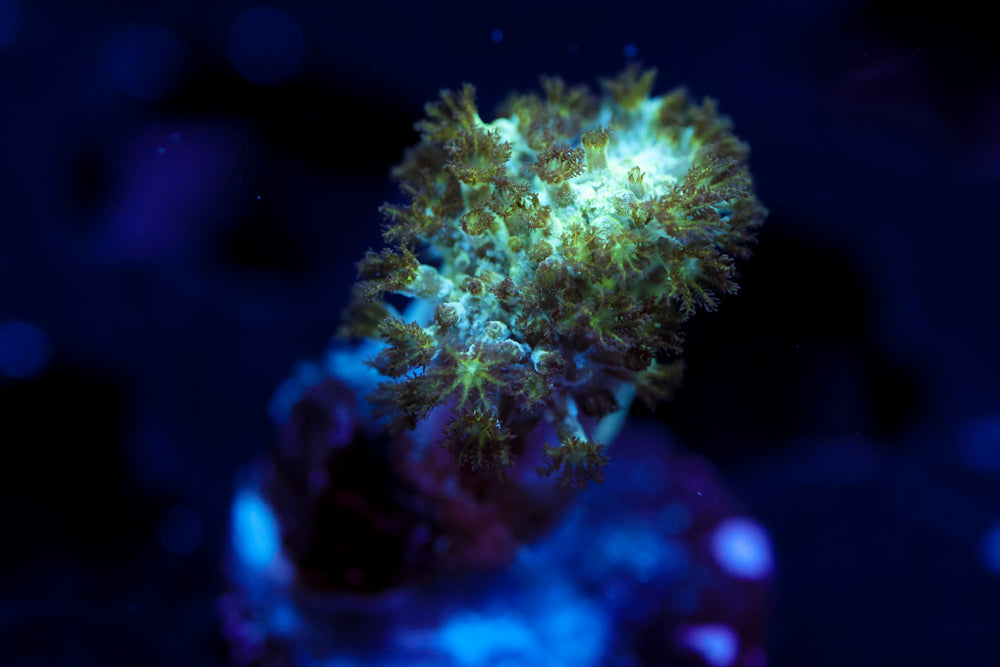 Green Sinularia Leather – Aqua-Vault