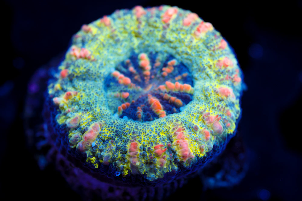 Green Rainbow Button Scoly – Aqua-Vault