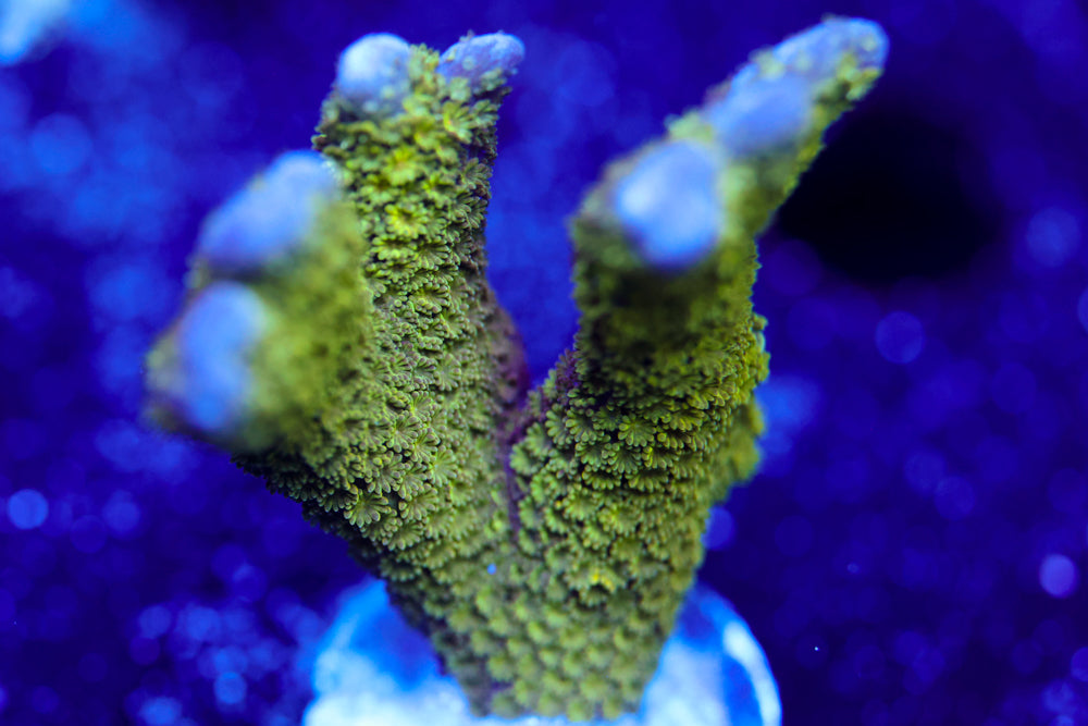 Green Digitata 3 – Aqua-Vault