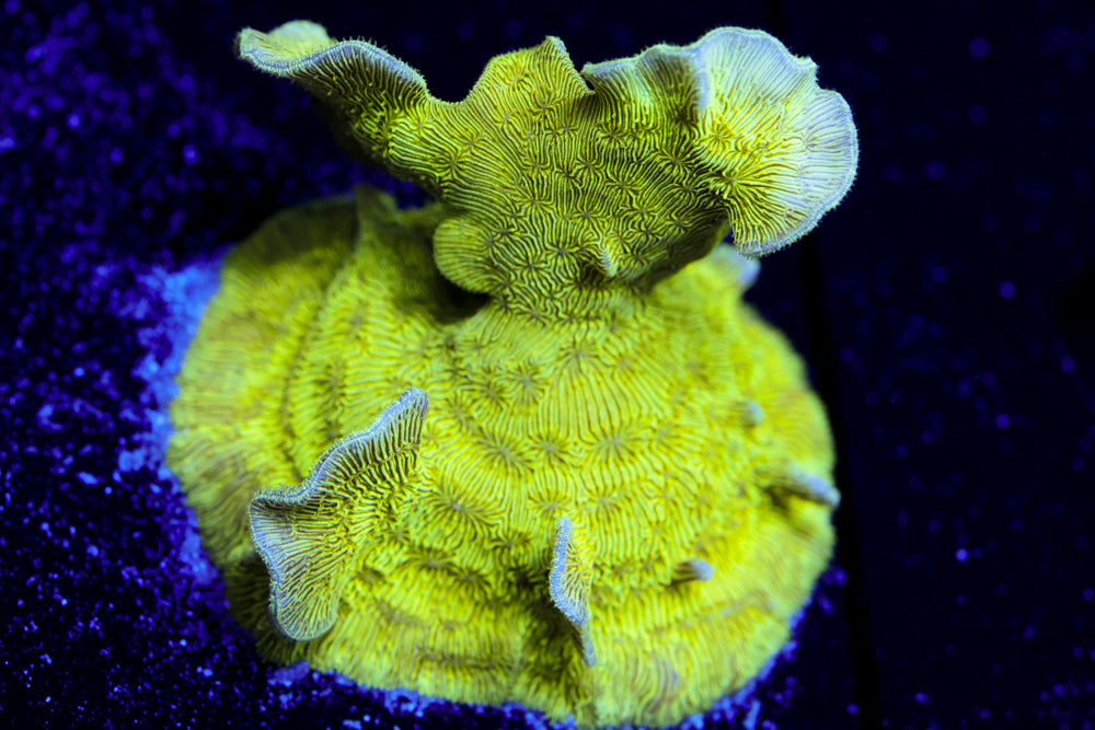 ORA Mint Chip Pavona Colony – Aqua-Vault