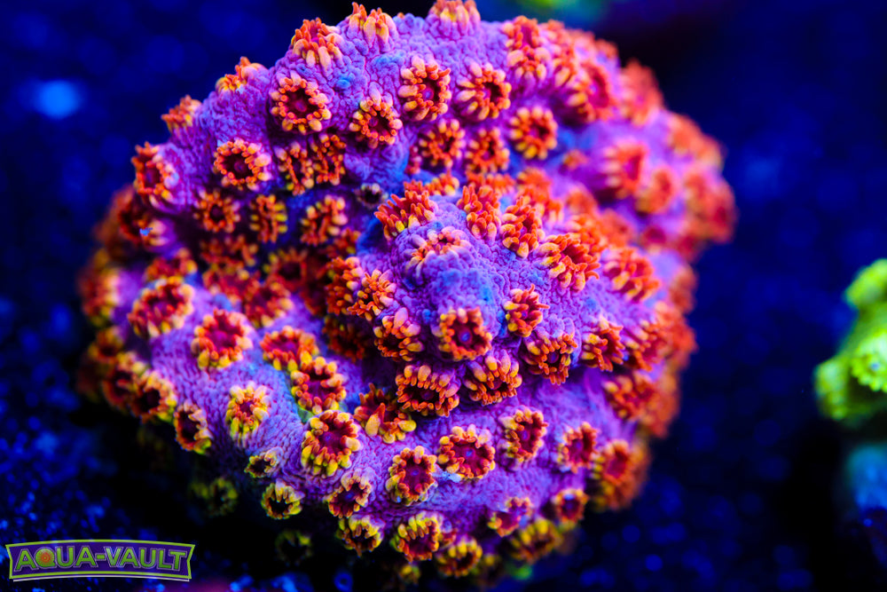 Skittles Bomb Cyphastrea 1 – Aqua-Vault