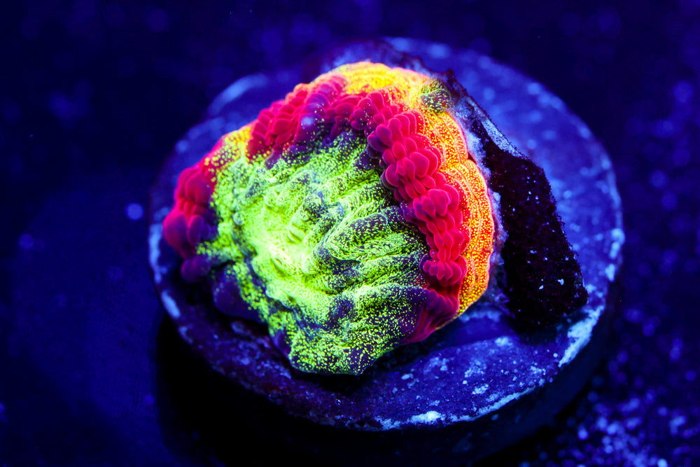 JF Psycho Rim Favia 3 – Aqua-Vault