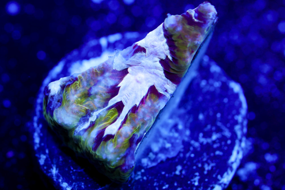 Hamster in Microwave Favia 1 – Aqua-Vault