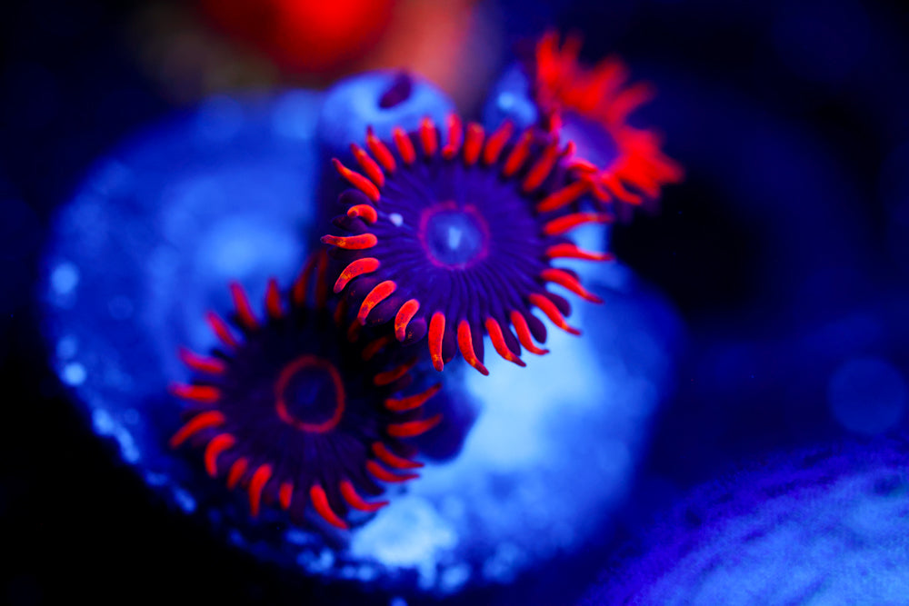 Red Hornets Zoa 2 – Aqua-Vault