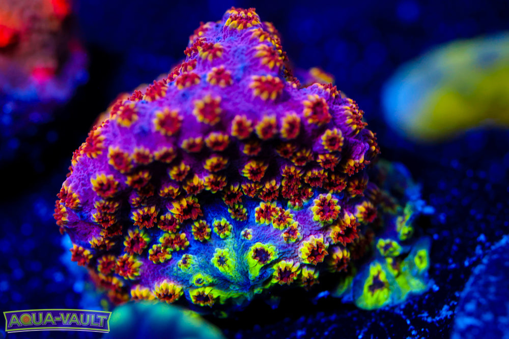 Skittles Bomb Cyphastrea 2 – Aqua-Vault