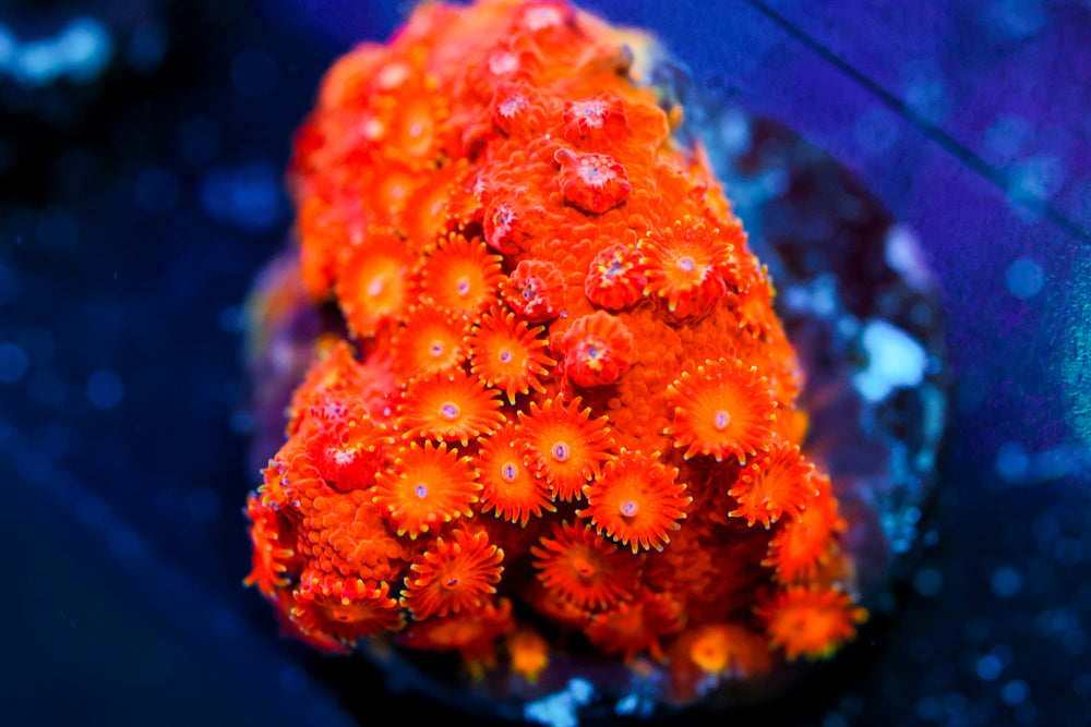 Spitfire Cyphastrea – Aqua-Vault