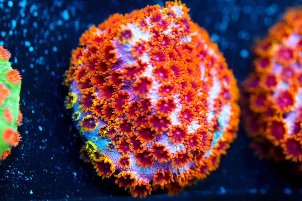 Skittles Bomb Cyphastrea 6 – Aqua-Vault