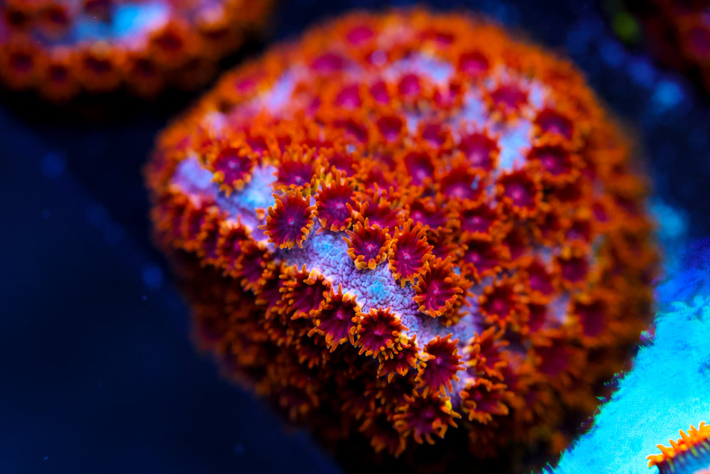 Skittles Bomb Cyphastrea 1 – Aqua-Vault