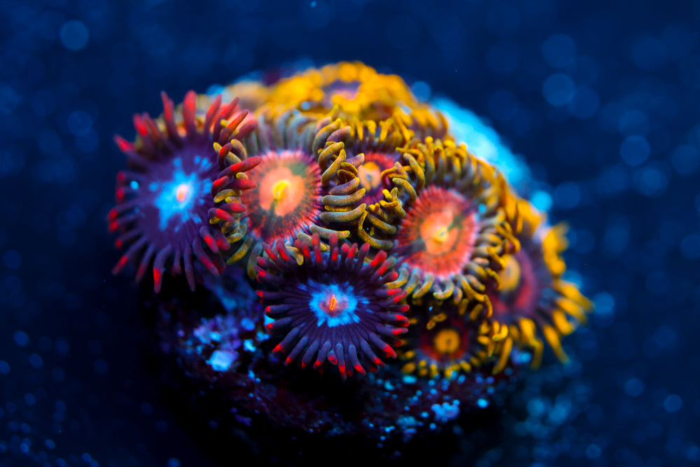 Laser Lemon + Mystique Zoa 2 – Aqua-Vault