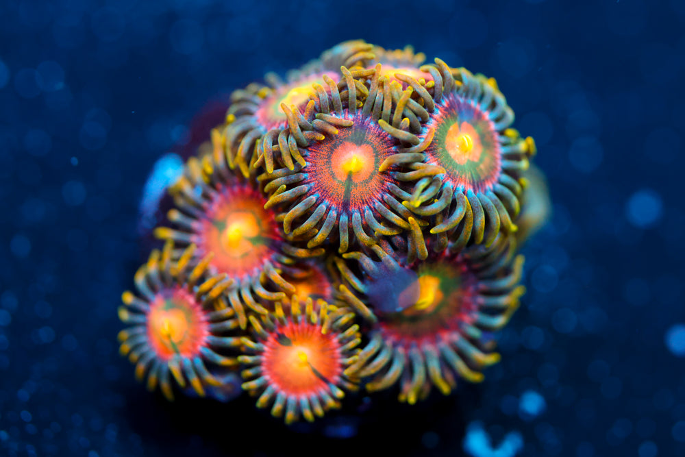Laser Lemon Zoa – Aqua-Vault