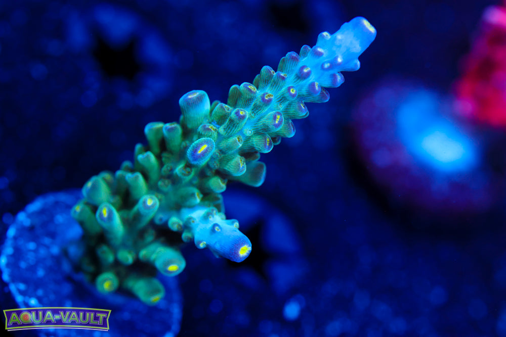 Tricolor Valida Acro – Aqua-Vault