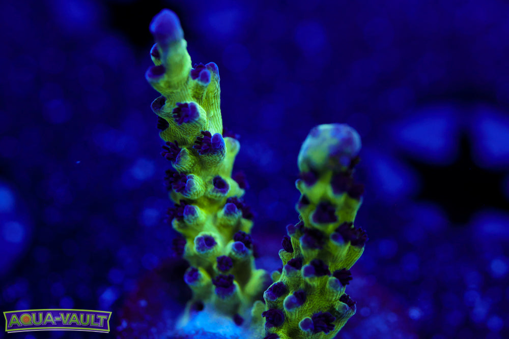 Grape Ape Acro – Aqua-Vault