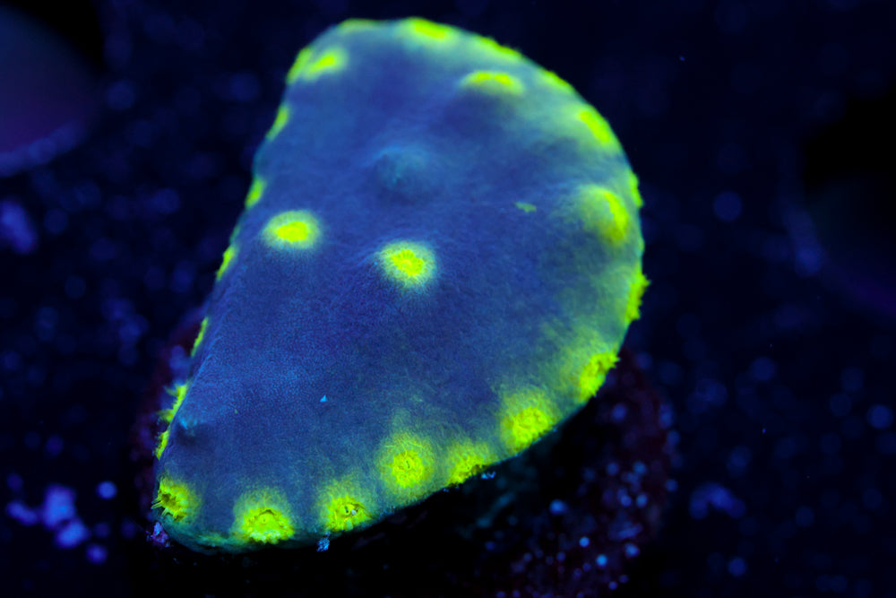 Neon Scroll Coral – Aqua-Vault