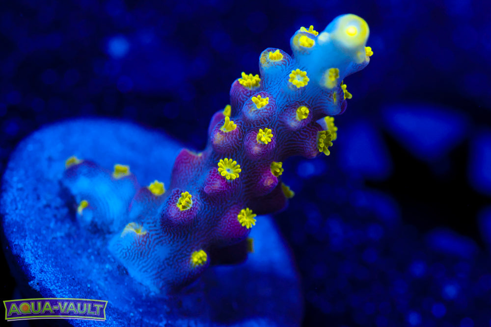 ARC Proximo Acro – Aqua-Vault