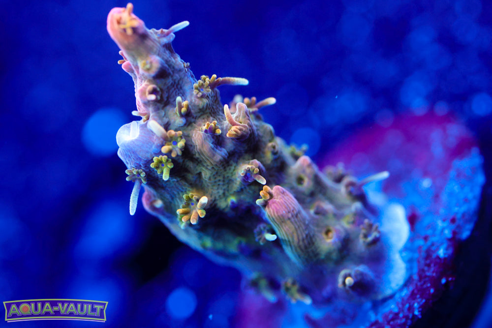 CC Voodoo Majick Acro – Aqua-Vault