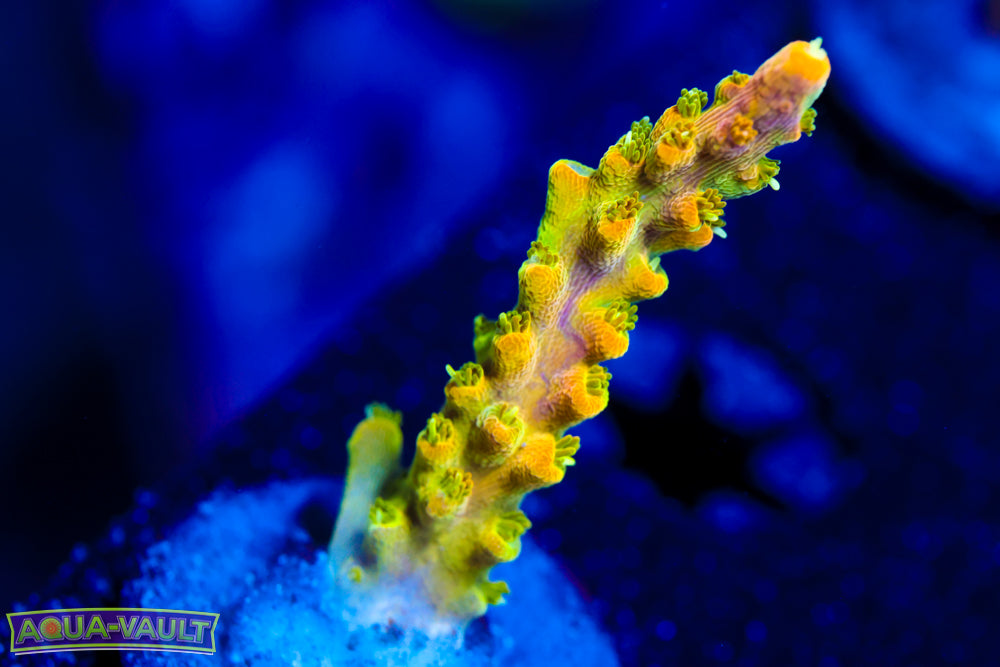 RR Rainbow Loom Acro 1 – Aqua-Vault