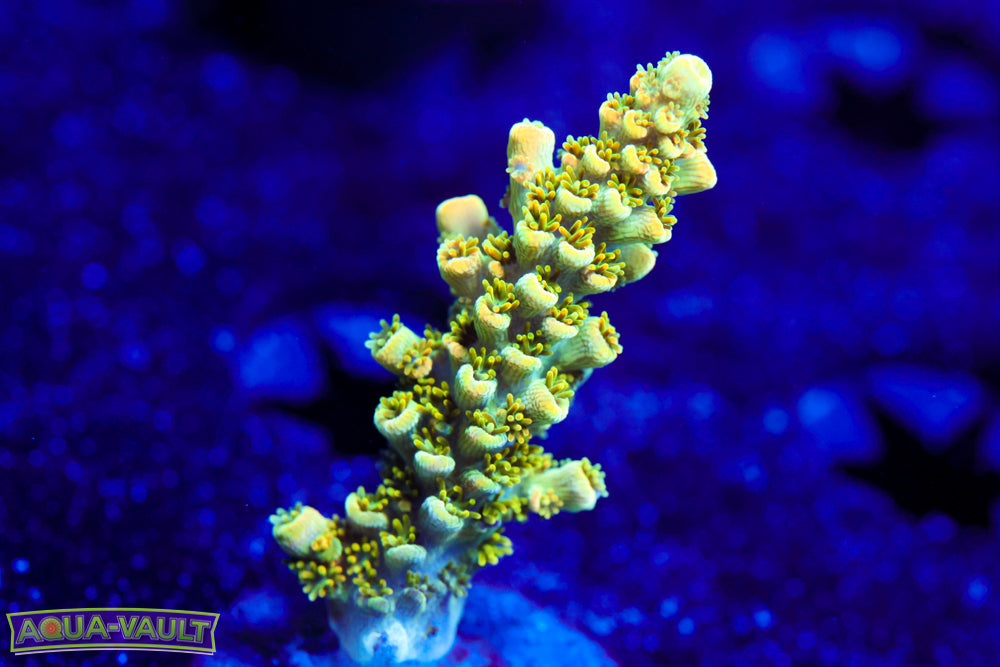 TSA Bill Murray Acro 1 – Aqua-Vault