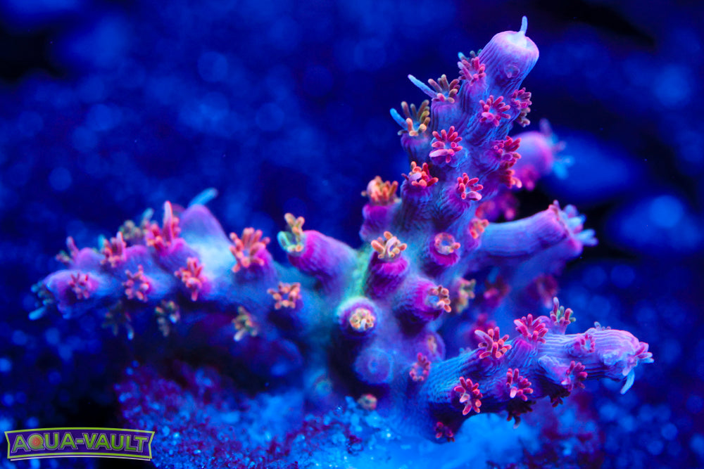 Vivid Confetti Acro 1 – Aqua-Vault