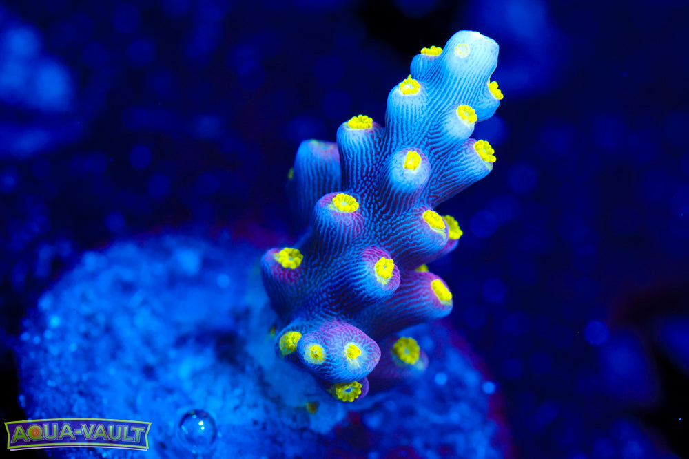 ARC Proximo Acro 2 – Aqua-Vault