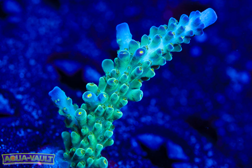 Tricolor Valida Acro 1 – Aqua-Vault