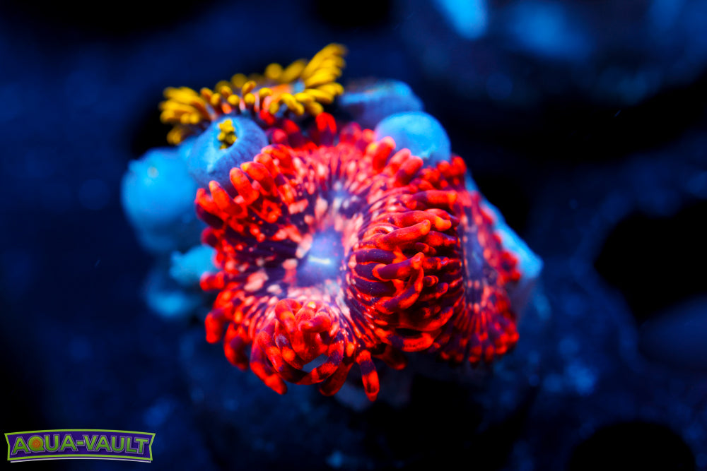 Utter Chaos + Scrambled Egg Zoa – Aqua-Vault