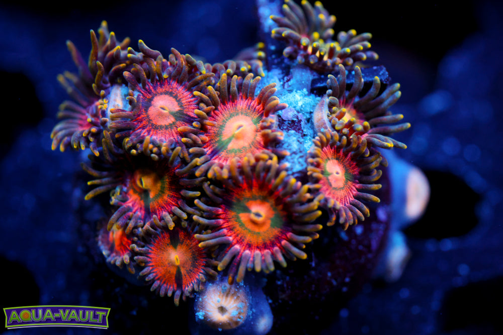 Laser Lemon Zoa 1 – Aqua-Vault